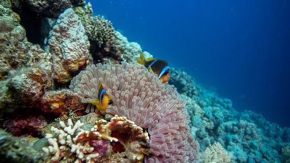 Soma Bay Dive Guide - Discover Premier Dive Spots | Scuba World Divers