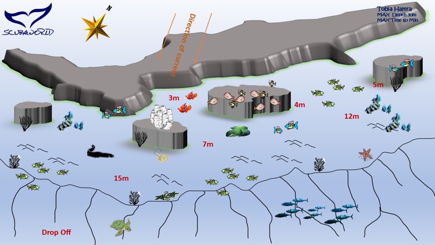 Discover Tobia Hamra Dive Site in Soma Bay | Scuba World Divers